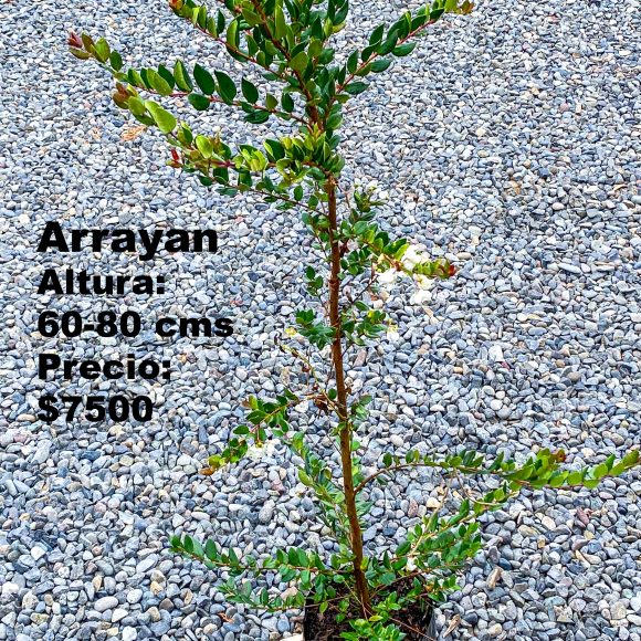 Botánica Sur, Viverismo de arboles y plantas Nativas del Bosque Chileno ...