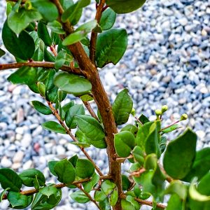 Botánica Sur, Viverismo de arboles y plantas Nativas del Bosque Chileno ...