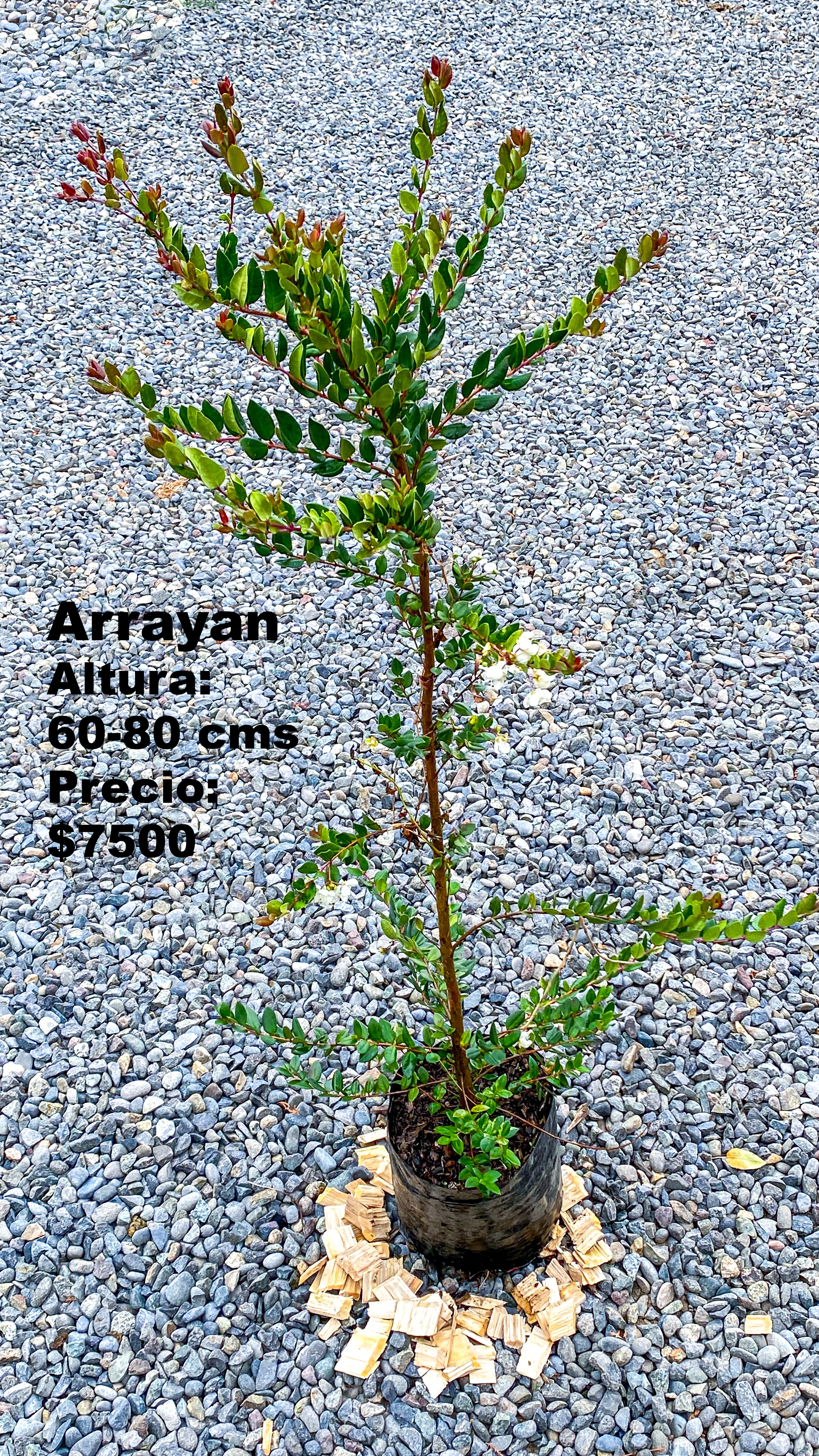 Botánica Sur, Viverismo de arboles y plantas Nativas del Bosque Chileno ...