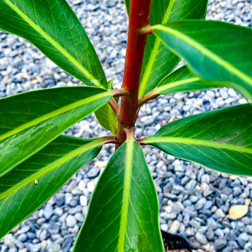 Botánica Sur, Viverismo de arboles y plantas Nativas del Bosque Chileno ...
