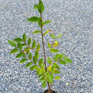 Botánica Sur, Viverismo de arboles y plantas Nativas del Bosque Chileno ...