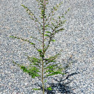 Botánica Sur, Viverismo de arboles y plantas Nativas del Bosque Chileno ...
