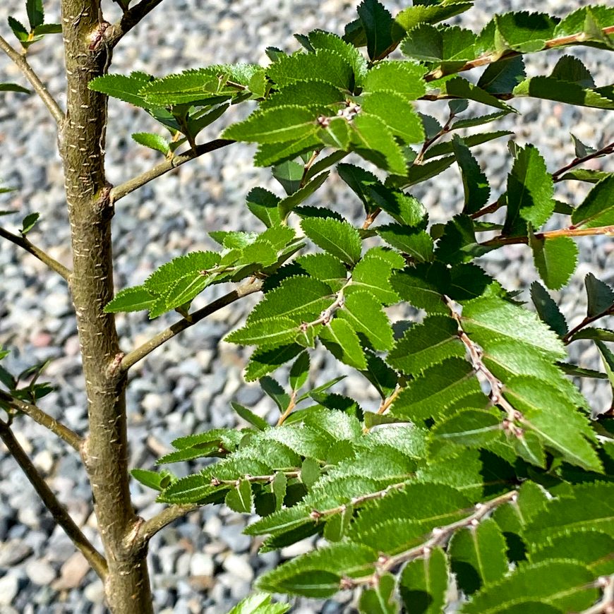 Botánica Sur, Viverismo de arboles y plantas Nativas del Bosque Chileno ...