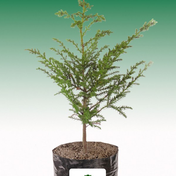 Botánica Sur, Viverismo de arboles y plantas Nativas del Bosque Chileno ...