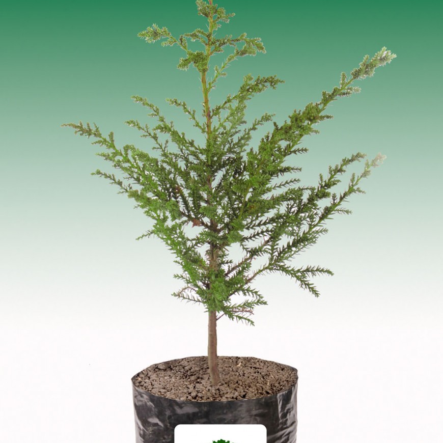 Botánica Sur, Viverismo de arboles y plantas Nativas del Bosque Chileno ...