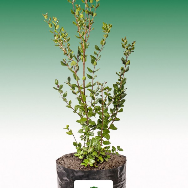 Botánica Sur, Viverismo de arboles y plantas Nativas del Bosque Chileno ...