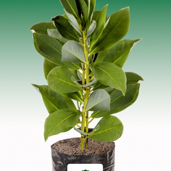 Botánica Sur, Viverismo de arboles y plantas Nativas del Bosque Chileno ...