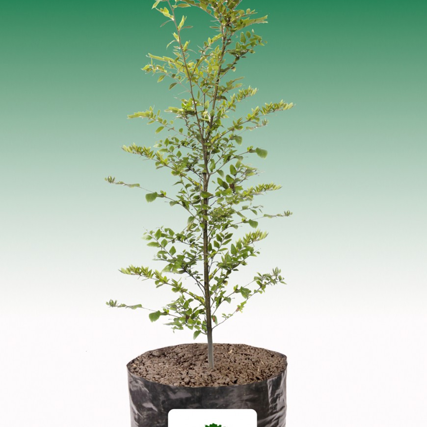 Botánica Sur, Viverismo de arboles y plantas Nativas del Bosque Chileno ...