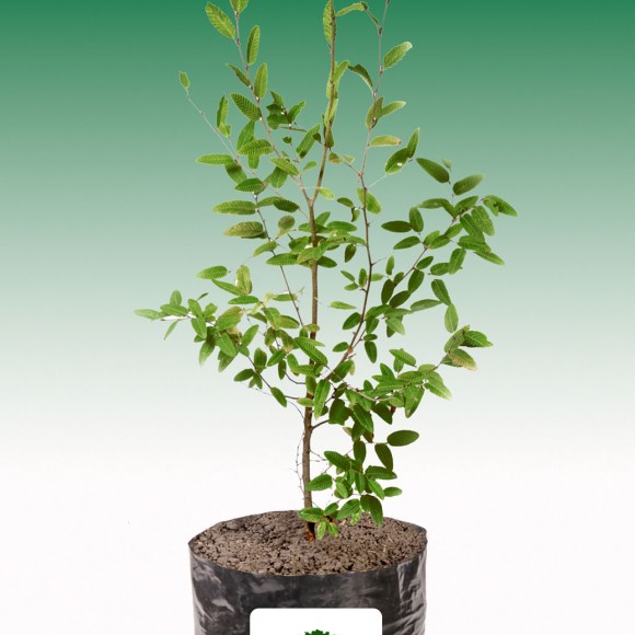 Botánica Sur, Viverismo de arboles y plantas Nativas del Bosque Chileno ...