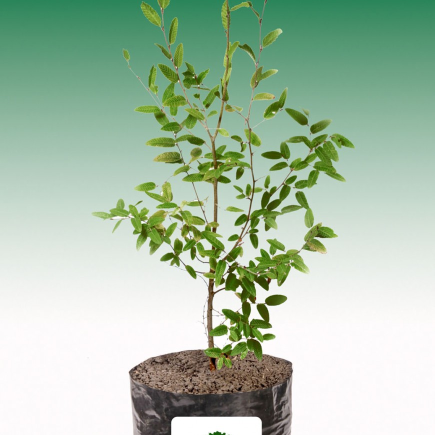 Botánica Sur, Viverismo de arboles y plantas Nativas del Bosque Chileno ...